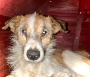 Fallbeispiel Leishmaniose Hund 3 – Artemisia Vet